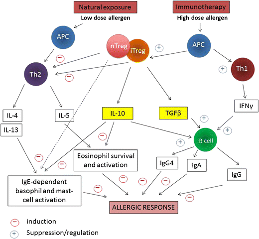 Mechanisms of Allergen-Specific Sublingual Immunotherapy and the Use of ...
