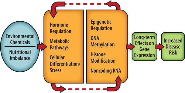 The Obesogen Hypothesis: Current Status and Implications for Human ...