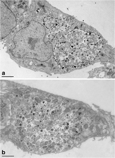 Avian Chlamydiosis | SpringerLink