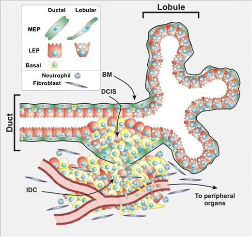 Context-Dependent Function of Myoepithelial Cells in Breast ...