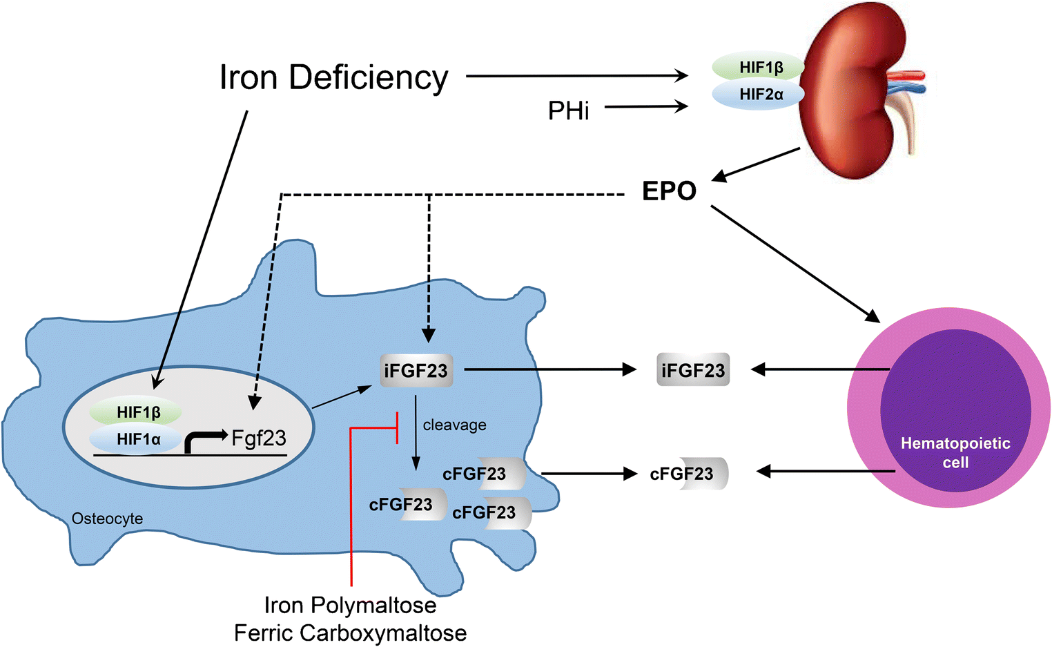 Regulation of Fibroblast Growth Factor 23 by Iron, EPO, and HIF ...