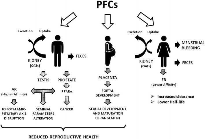 Impact of perfluorochemicals on human health and reproduction: a male’s ...