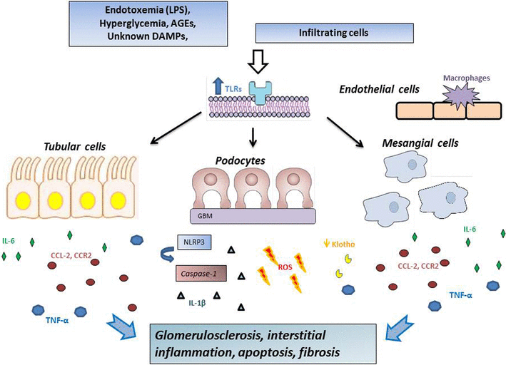 Toll-like receptor-4 signaling mediates inflammation and tissue injury ...