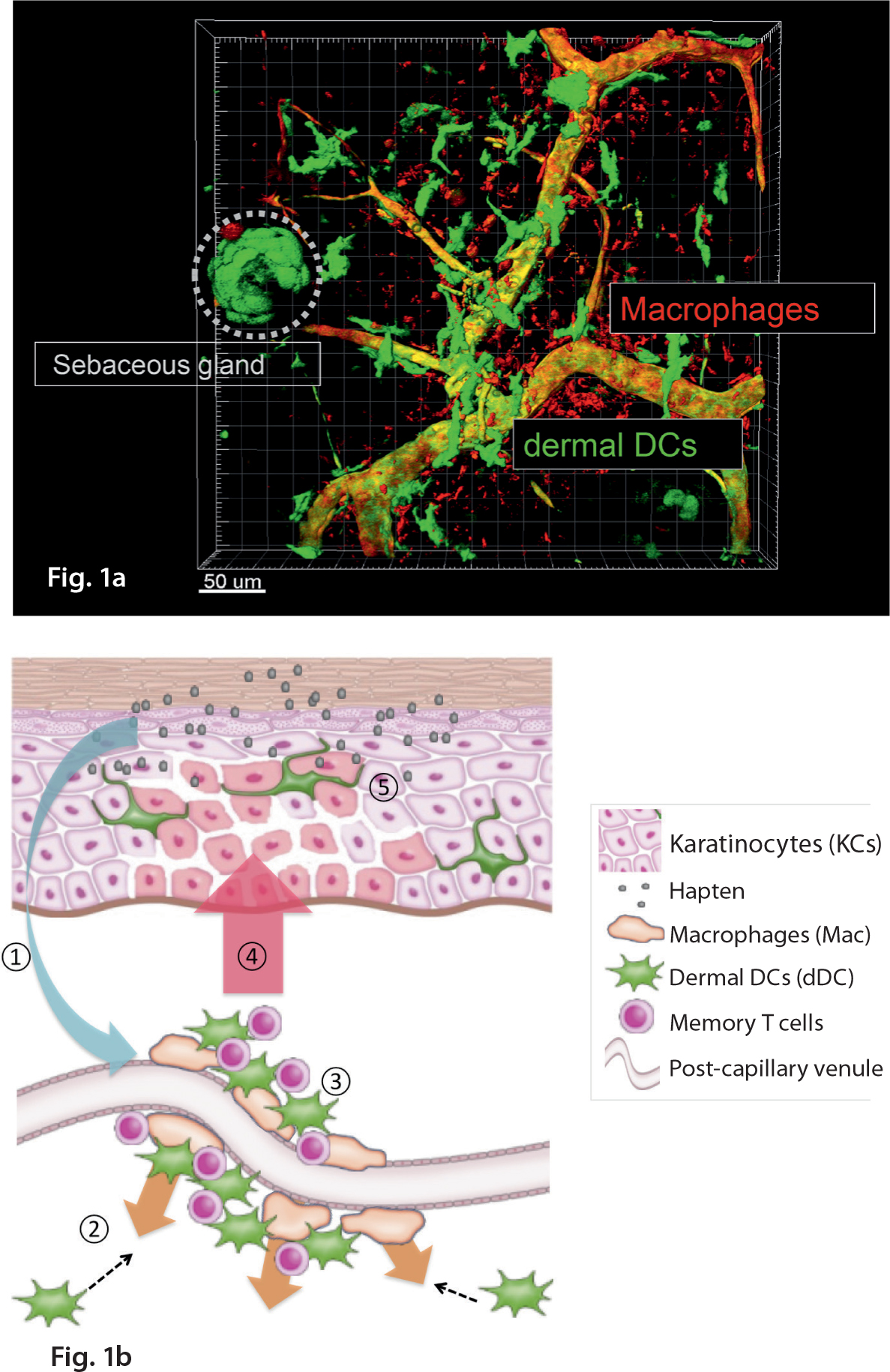 Novel insights into the role of immune cells in skin and inducible skin ...