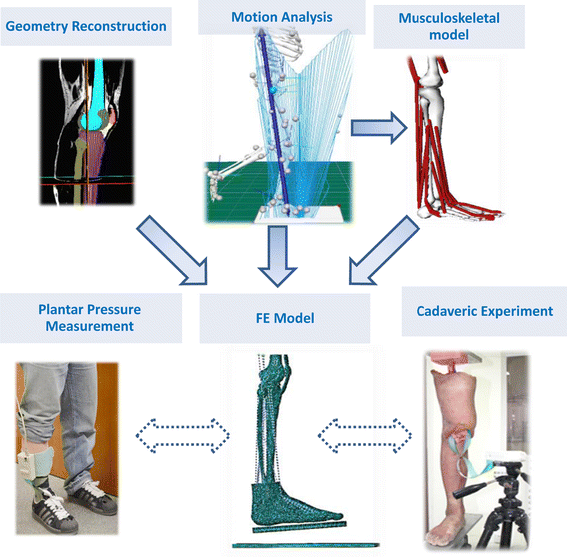 A Footwear–Foot–Knee Computational Platform for Exploring Footwear Effects on Knee Joint ...