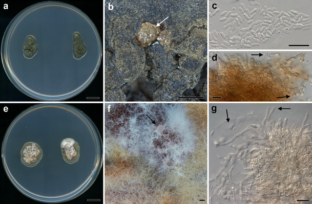 Novel Pathotypes of Elsinoë australis Associated with Citrus ...