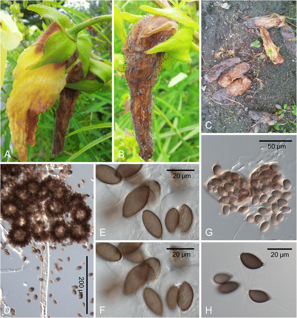 Choanephora flower rot caused by Choanephora cucurbitarum on ...