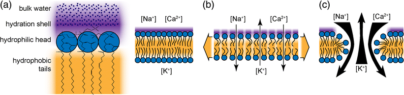 Repair and Regeneration of the Wounded Cell Membrane | SpringerLink