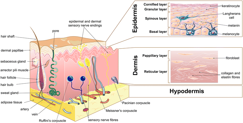Advances in bioprinted cell-laden hydrogels for skin tissue engineering ...