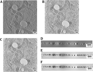 Accelerating electron tomography reconstruction algorithm ICON with GPU | SpringerLink