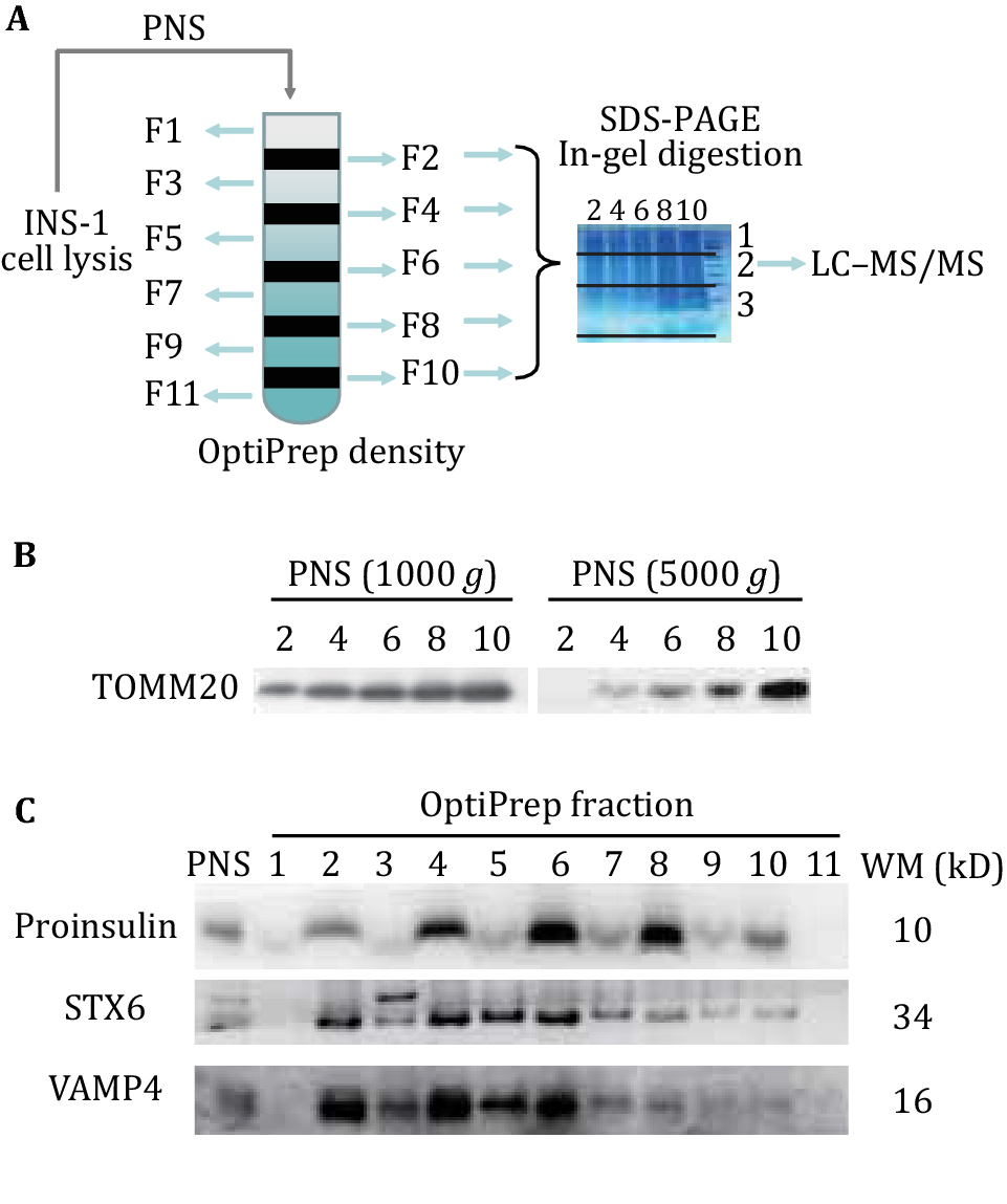 Proteomic analysis of insulin secretory granules in INS-1 cells by ...