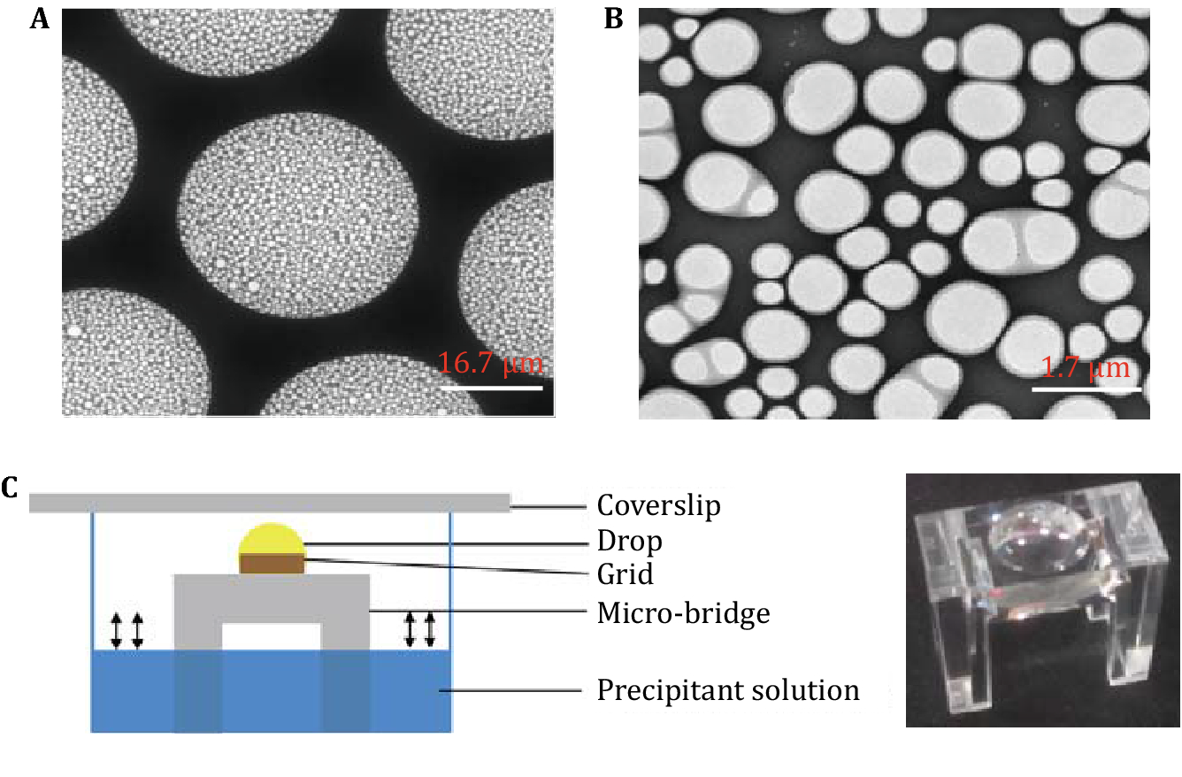 In situ protein micro-crystal fabrication by cryo-FIB for electron ...