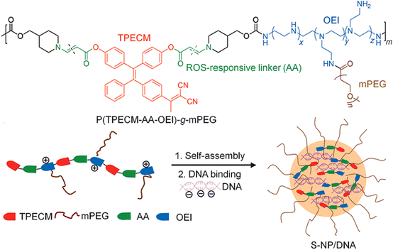 Polymer–Nucleic Acid Interactions | SpringerLink