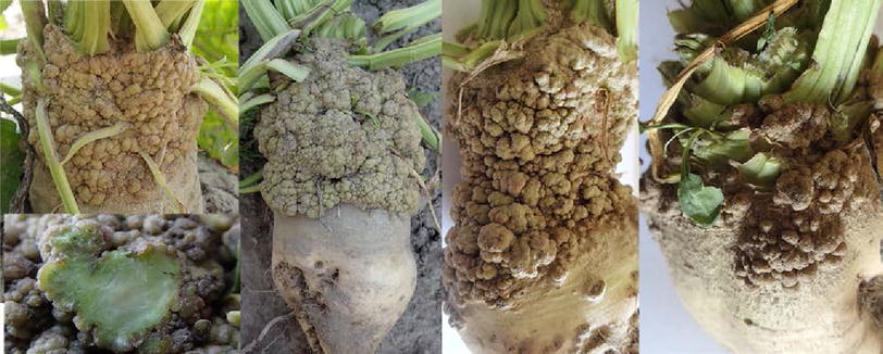 Tubercle disease ( Xanthomonas beticola) and other gall-malformed ...