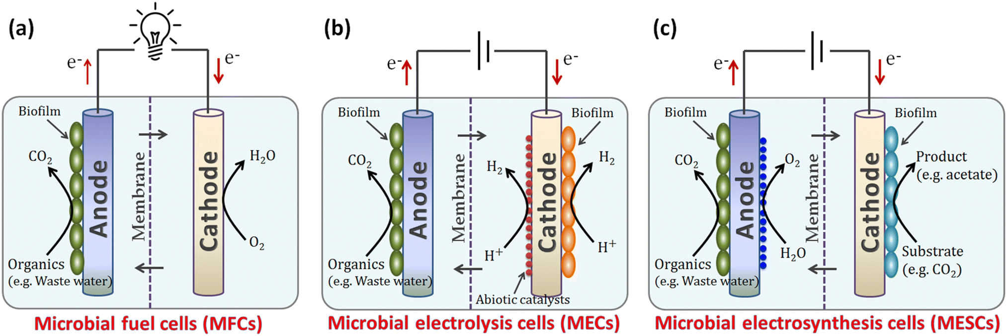 Boosting Microbial Electrocatalytic Kinetics for High Power Density ...