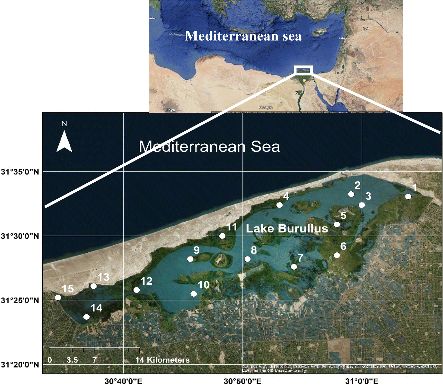 Textural features and transportation mode of Nile Delta coastal lagoon ...