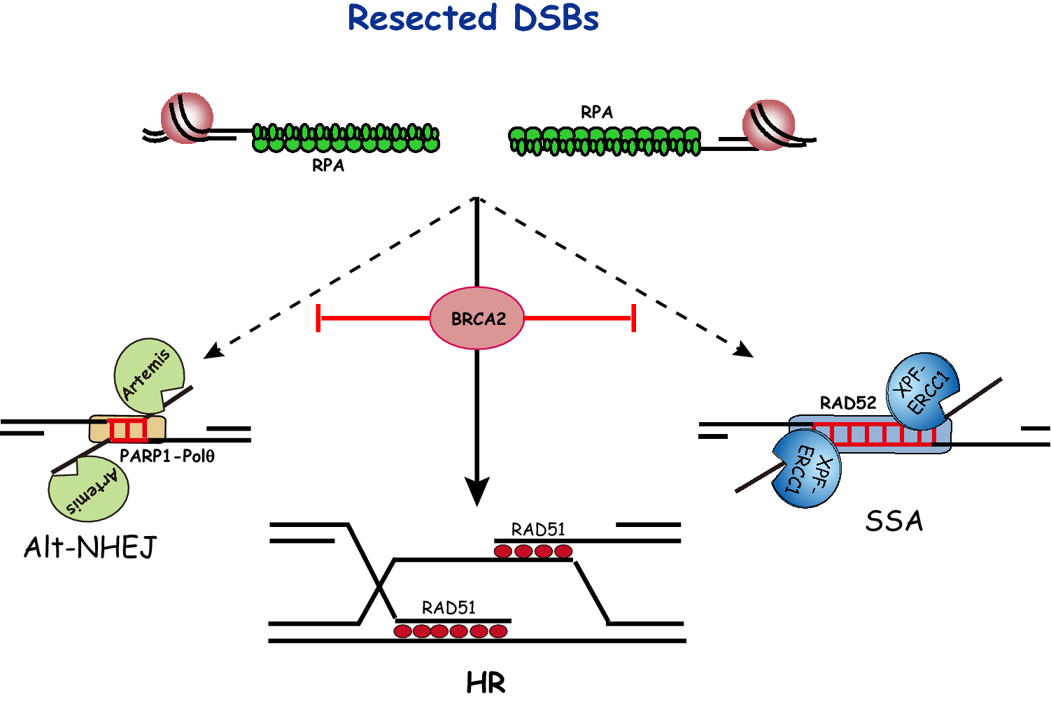 DNA double-strand break repair pathway choice: the fork in the road ...