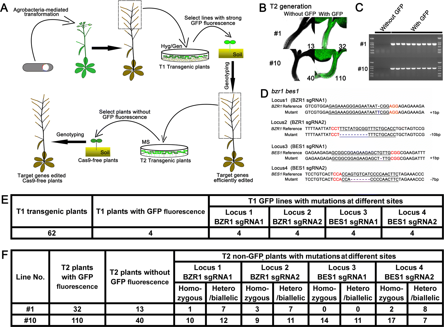 A novel CRISPR/Cas9 system for efficiently generating Cas9-free ...