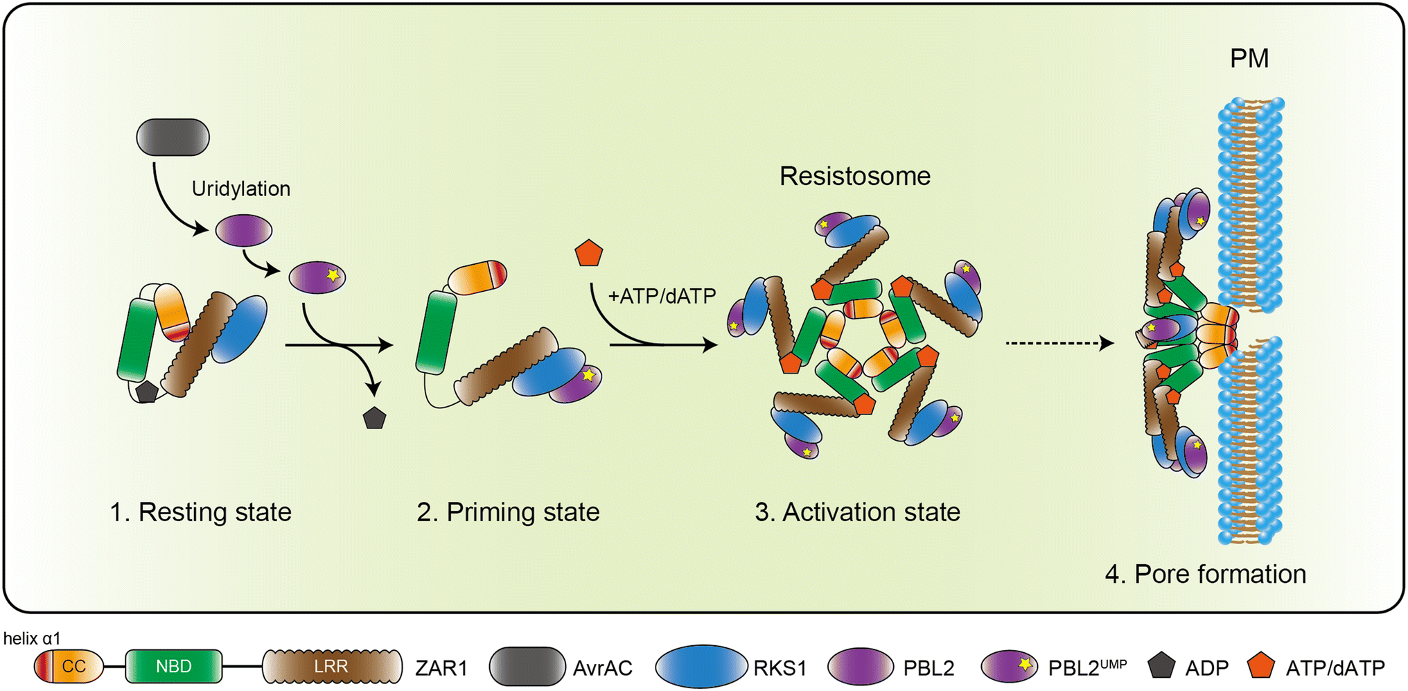 Structures of plant resistosome reveal how NLR immune receptors are ...