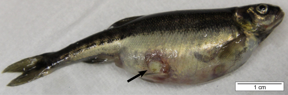 Columnaris disease in fish: a review with emphasis on bacterium-host ...