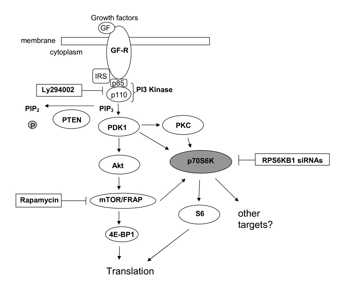 Deciphering downstream gene targets of PI3K/mTOR/p70S6K pathway in breast cancer | SpringerLink