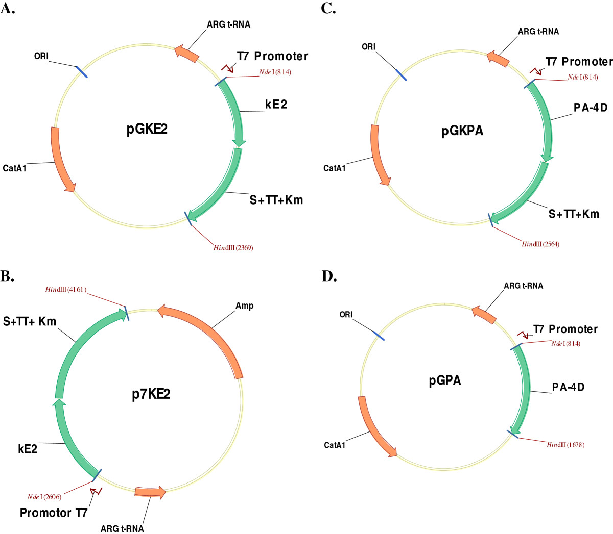 A novel system for stable, high-level expression from the T7 promoter ...