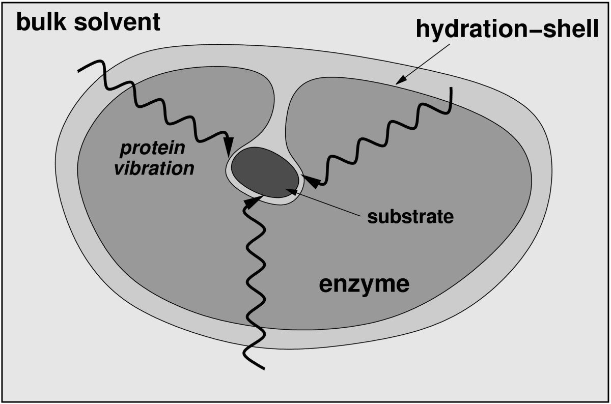 Enzymes: An integrated view of structure, dynamics and function ...
