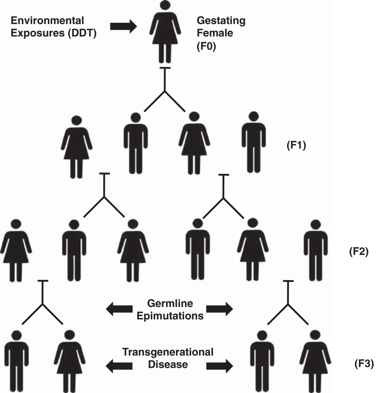 DDT, epigenetic harm, and transgenerational environmental justice ...
