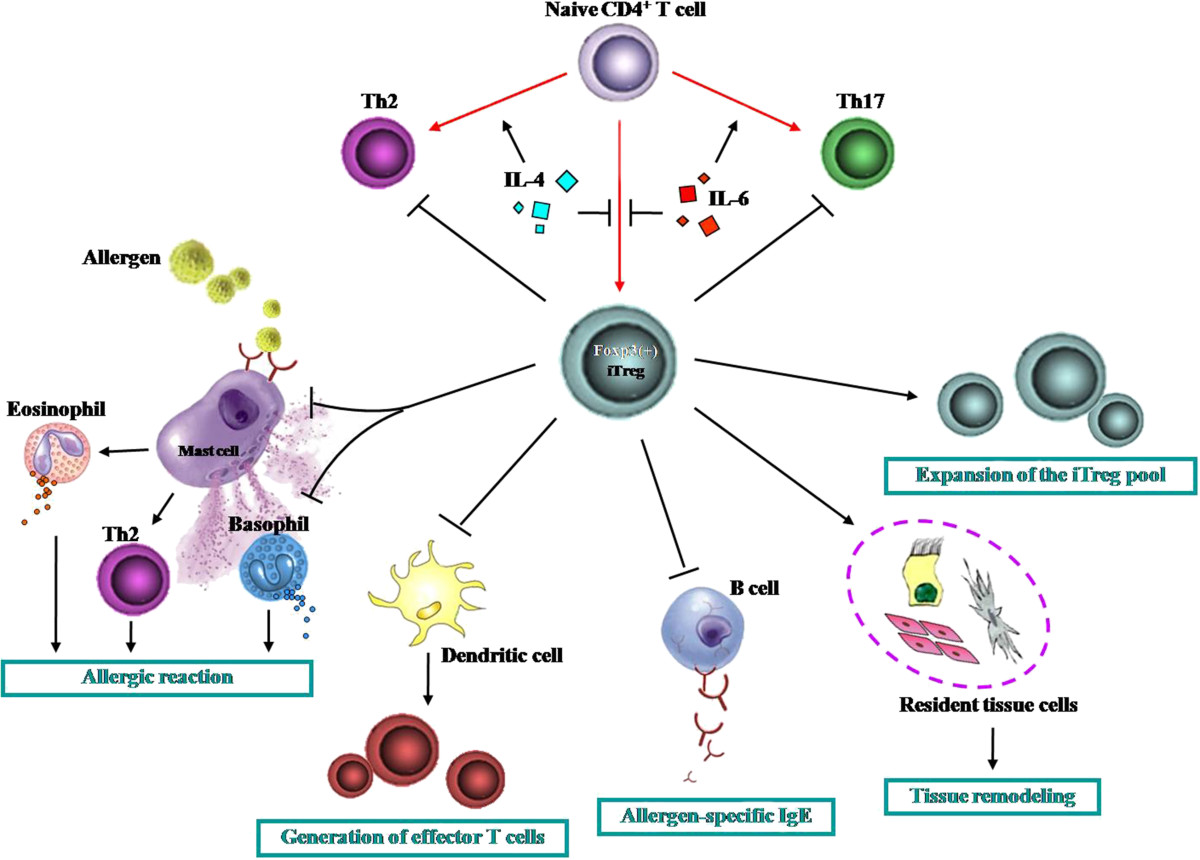 Subsets of regulatory T cells and their roles in allergy | SpringerLink