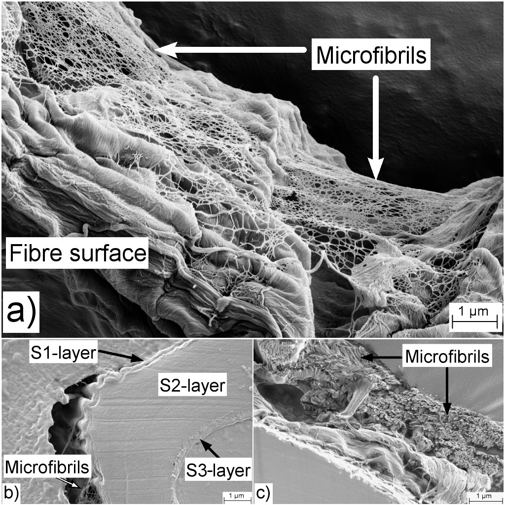 Cellulose fibres, nanofibrils and microfibrils: The morphological ...