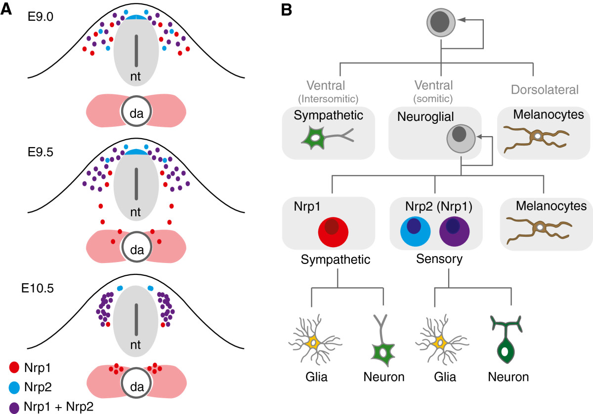 Neuropilins define distinct populations of neural crest cells ...