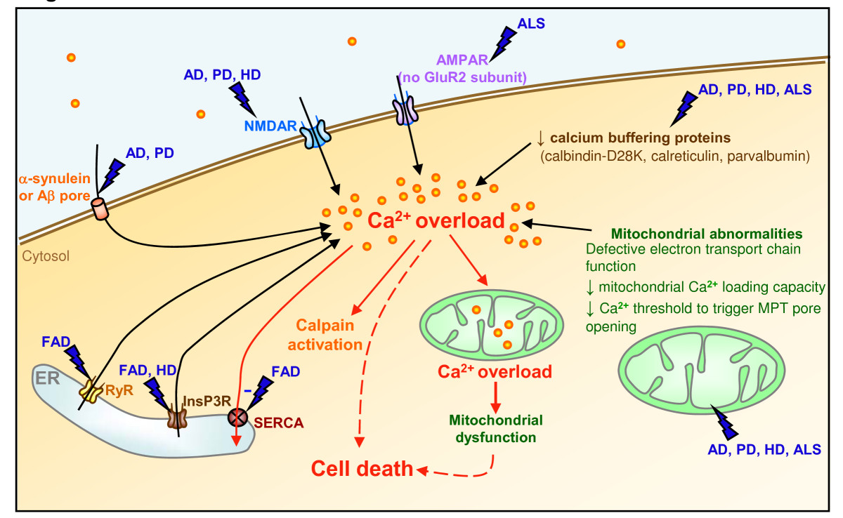 Calcium signaling in neurodegeneration | SpringerLink