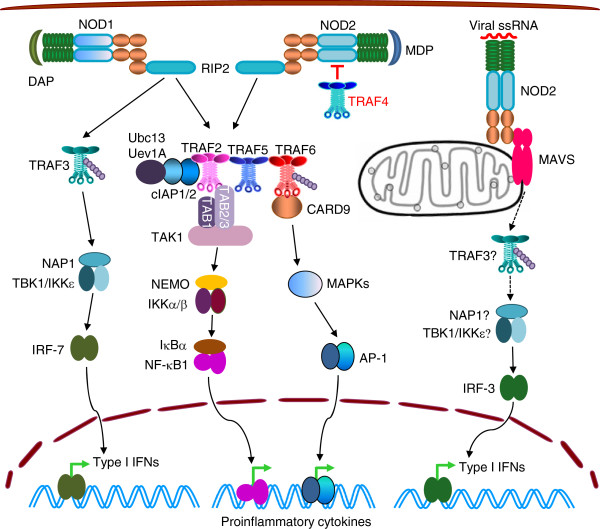 TRAF molecules in cell signaling and in human diseases | SpringerLink
