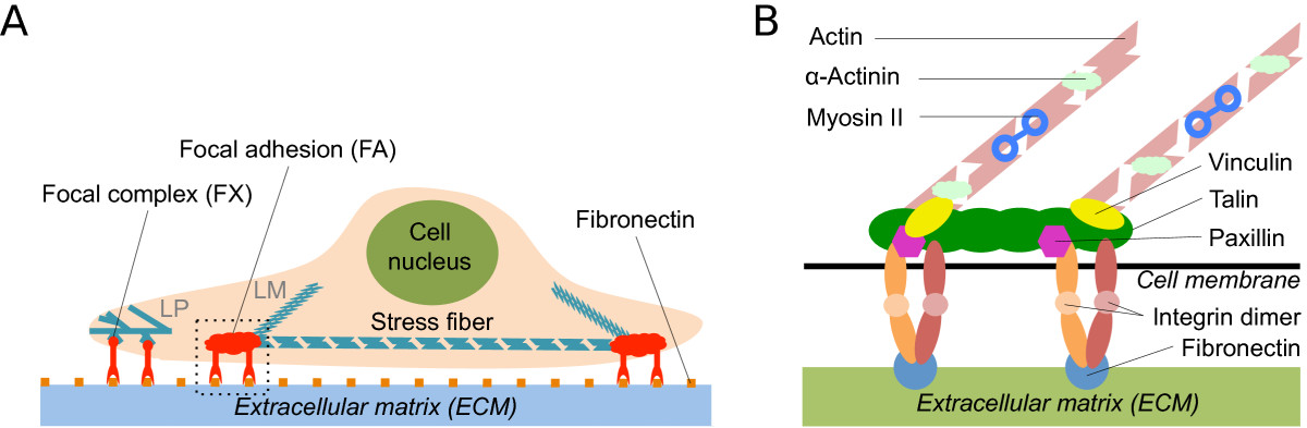 A kinetic model for RNA-interference of focal adhesions | SpringerLink