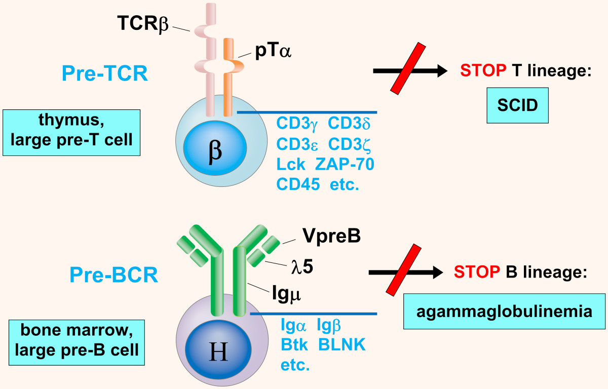 Genetics of SCID | SpringerLink