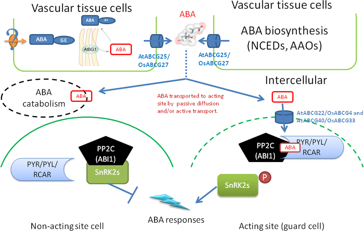 ABA signal in rice under stress conditions | SpringerLink