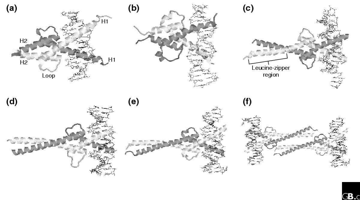 An overview of the basic helix-loop-helix proteins | SpringerLink