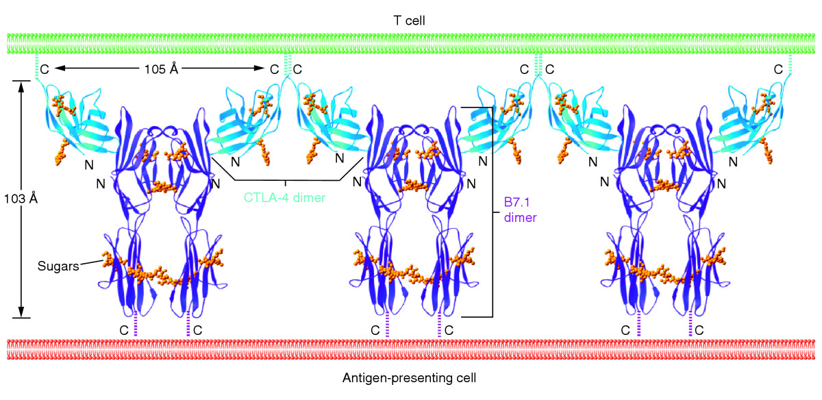 The B7 family of immune-regulatory ligands | SpringerLink