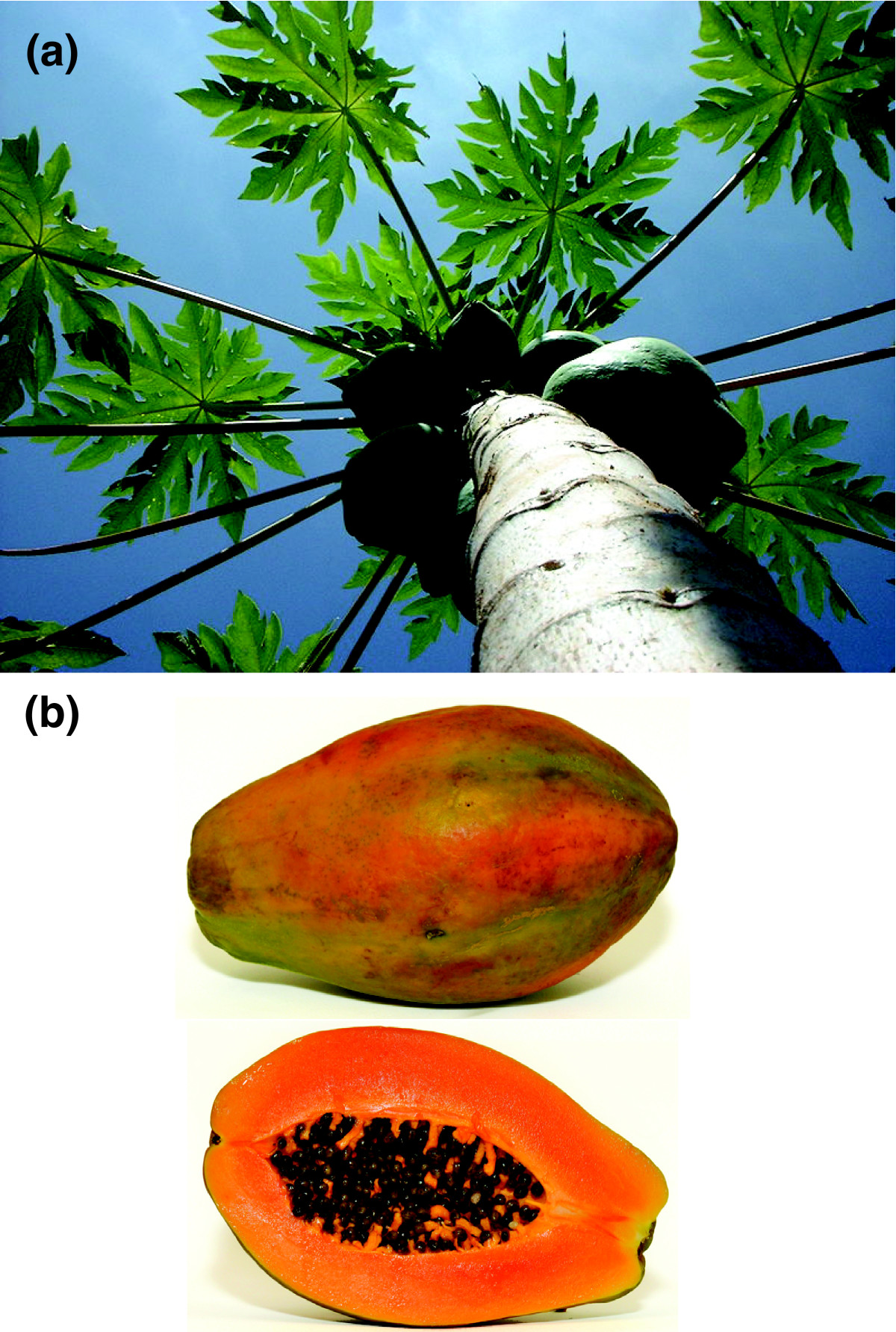 A fruitful outcome to the papaya genome project | SpringerLink