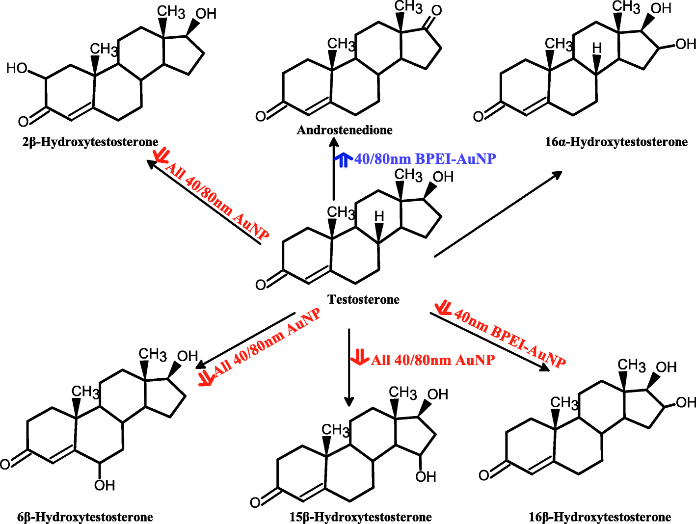Impact of Gold Nanoparticles on Testosterone Metabolism in Human Liver ...