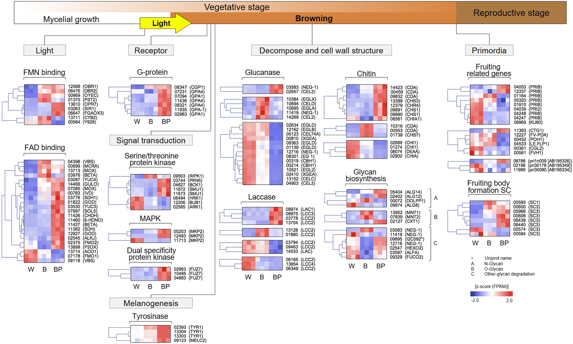 Comparative Transcriptome Analysis Identified Candidate Genes Involved