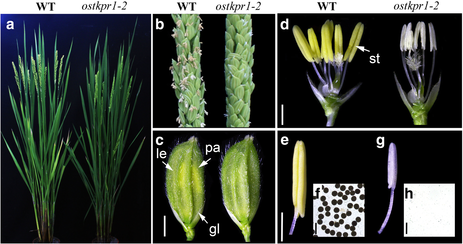 Ostkpr1 functions in anther cuticle development and pollen wall ...