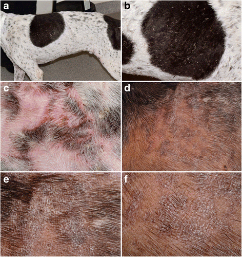 Cutaneous lupus erythematosus in dogs: a comprehensive review ...