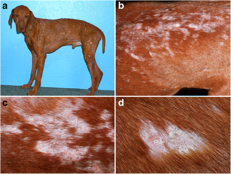 Cutaneous lupus erythematosus in dogs: a comprehensive review ...