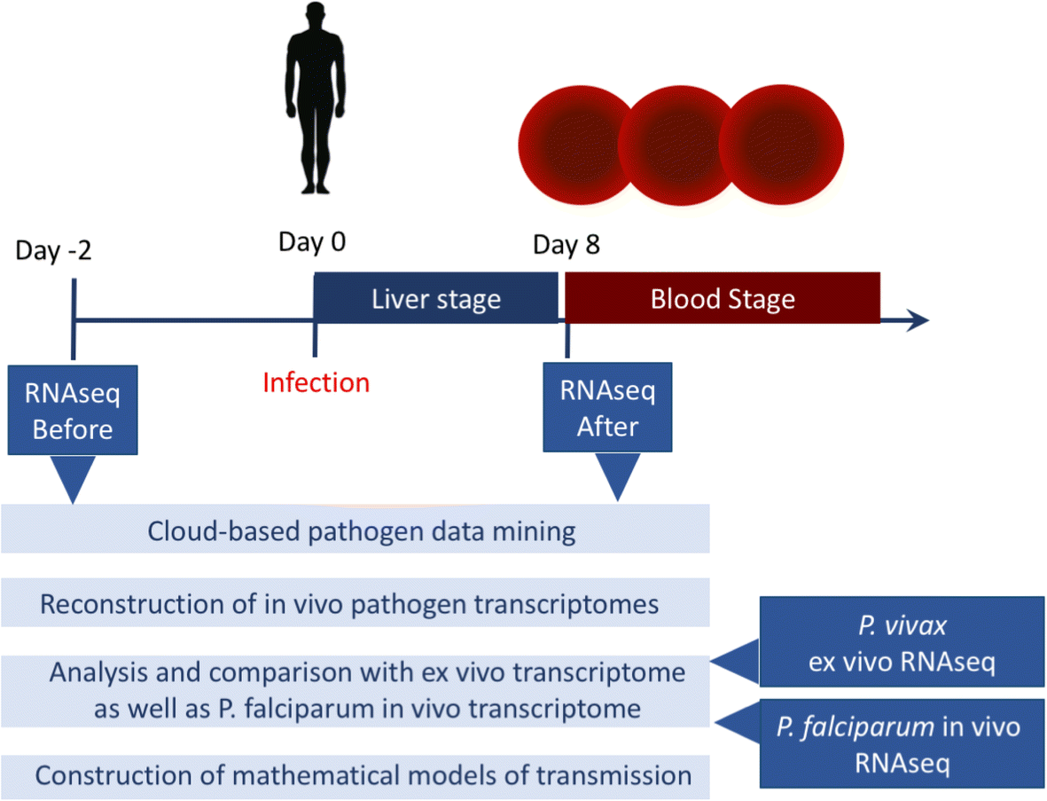 Plasmodium vivax readiness to transmit: implication for malaria ...