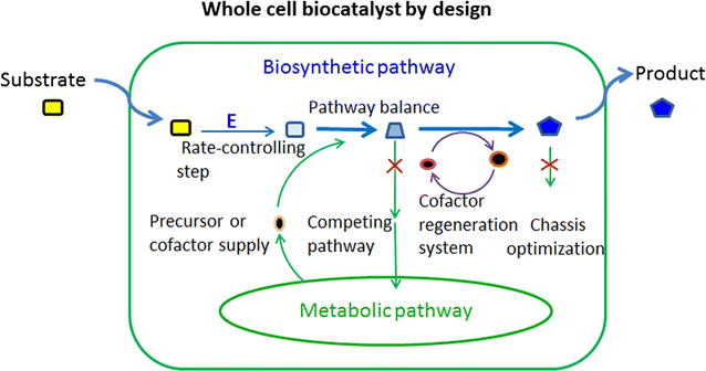 Whole-cell biocatalysts by design | SpringerLink
