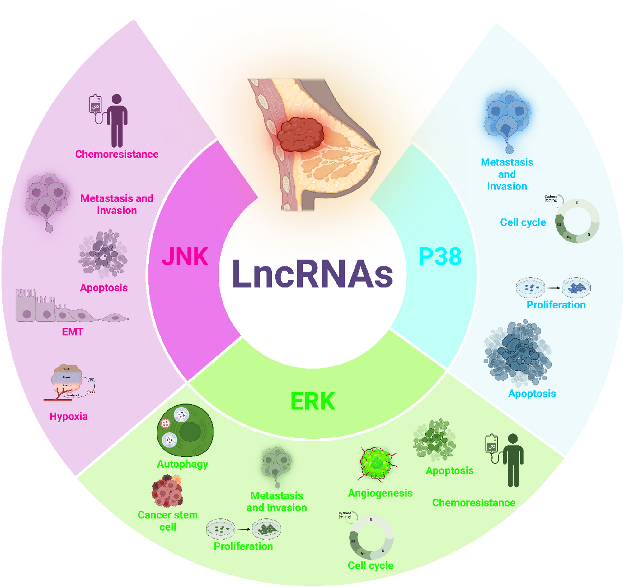 Breast Cancer | Interactions between LncRNAs and MAPK signaling ...