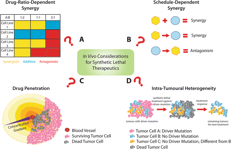 Synthetic lethality in lung cancer and translation to clinical ...