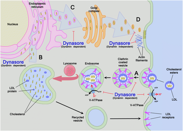 Dynasore - not just a dynamin inhibitor | SpringerLink