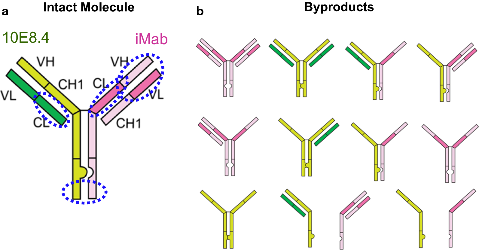 Engineering multi-specific antibodies against HIV-1 | SpringerLink